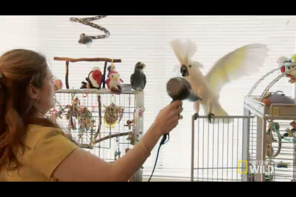 The Cockatoo Chronicles: Spoiled Rotten Pet Photos