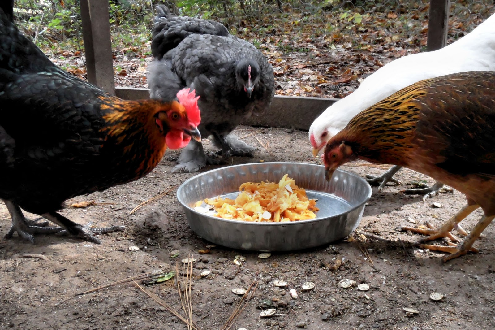 Welcome to My Suburban Chicken Blog