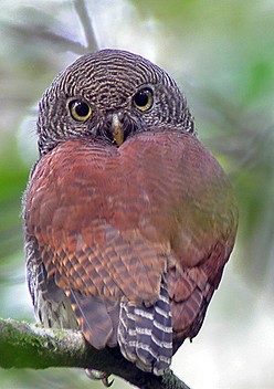 Sri Lankan Endemic Birds: Pitathabala Vana-Bassa - The Chestnut-Backed ...