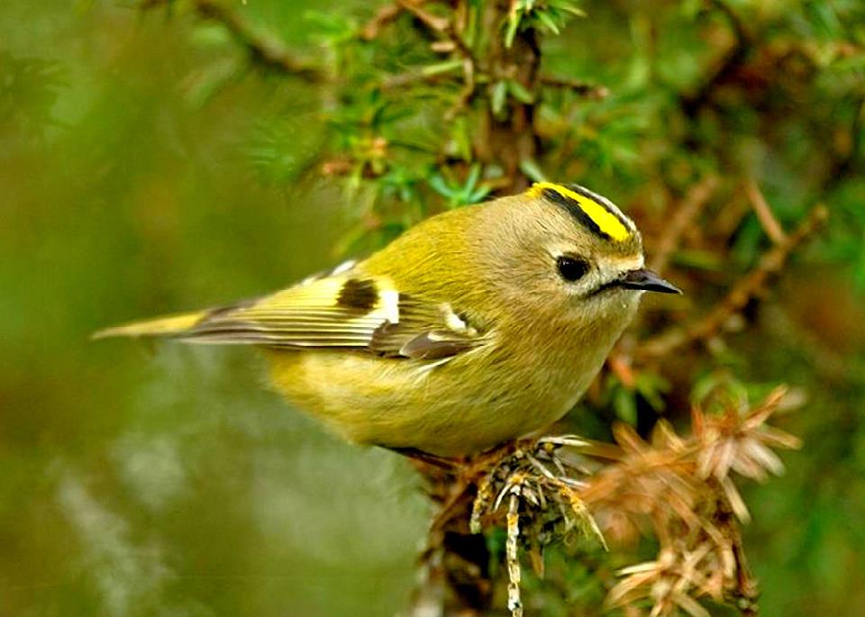 animals and birds in forest: October 2012