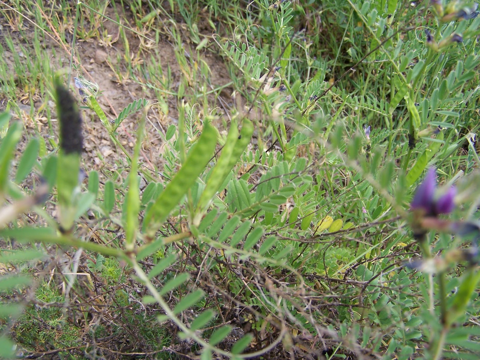 Galefod: Alverja. Alberja. Alberjana. Arveja.