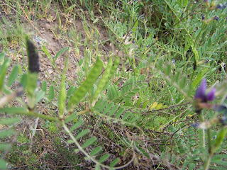 Galefod: Alverja. Alberja. Alberjana. Arveja.