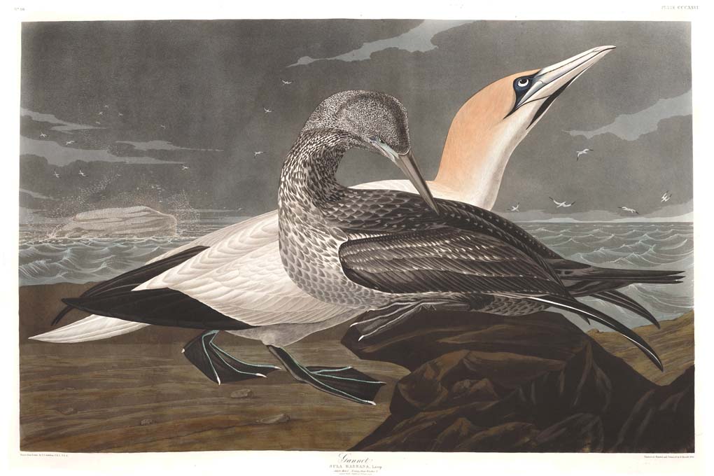ART & ARTISTS: Audubon: Birds of America part 4
