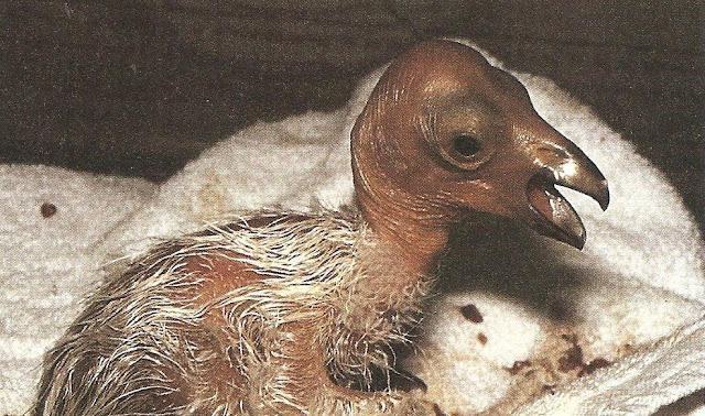 White Wolf : Yurok tribe helps bring back California condor