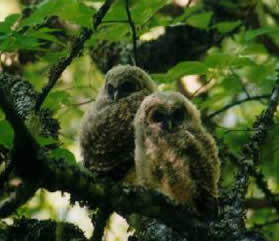 Biodiversity of British Columbia: New E-Fauna Species Account: the ...