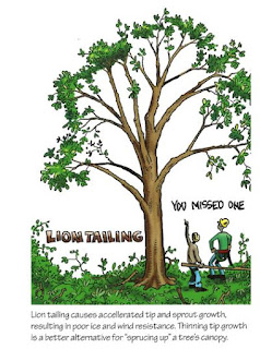 lion tailing | 樹沃客樹藝