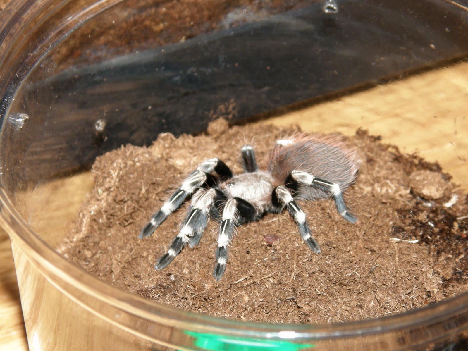 CBPercha: Nhandu chromatus