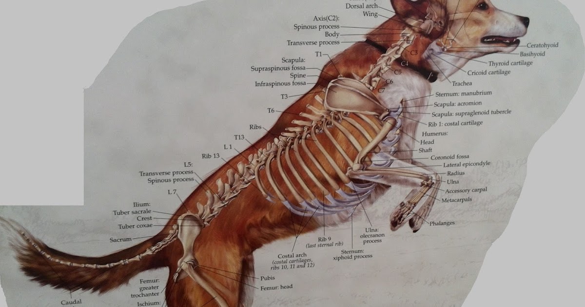 squelette chien ~ Medecine Veterinaire