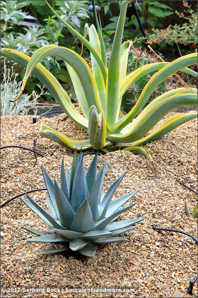 Agave pumila rot—can it be stopped?