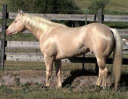 Clasificación de caballos: IMAGENES DE LOS DISTINTOS COLORES DE CABALLOS