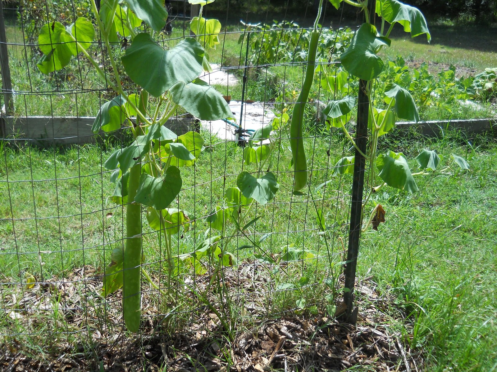 My Forest Cathedral: Mrs. Amelia's Daybook, Cucuzza Thoughts and Song