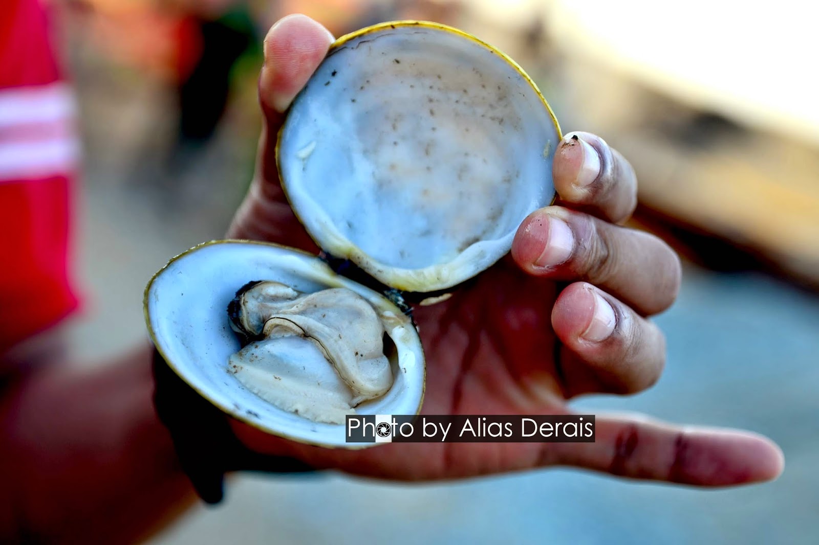 Alias Derais: mentarang dan lokan bakar di kuala selangor