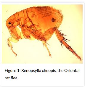 Avian Flu Diary: November 2017