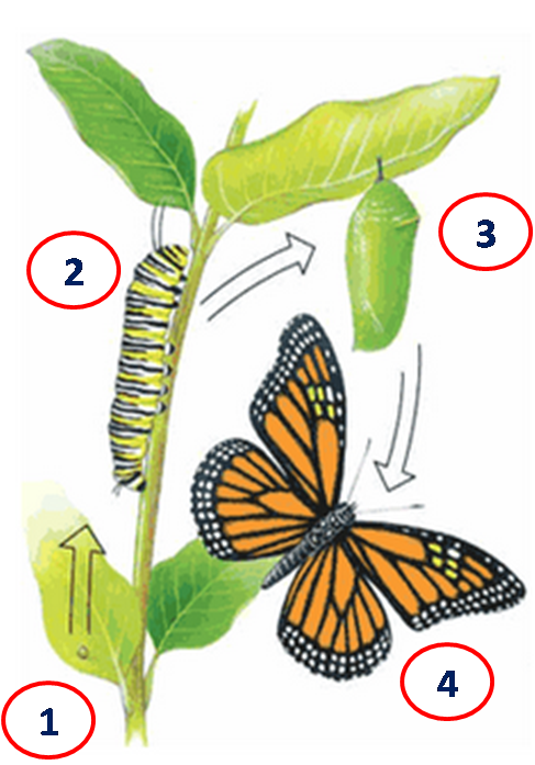 maNu Biologia Ecologia y Evoluvion: Práctica; Mariposas Monarcas