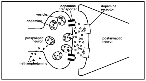 What are the effects of Methamphetamine on the brain and therefore the ...