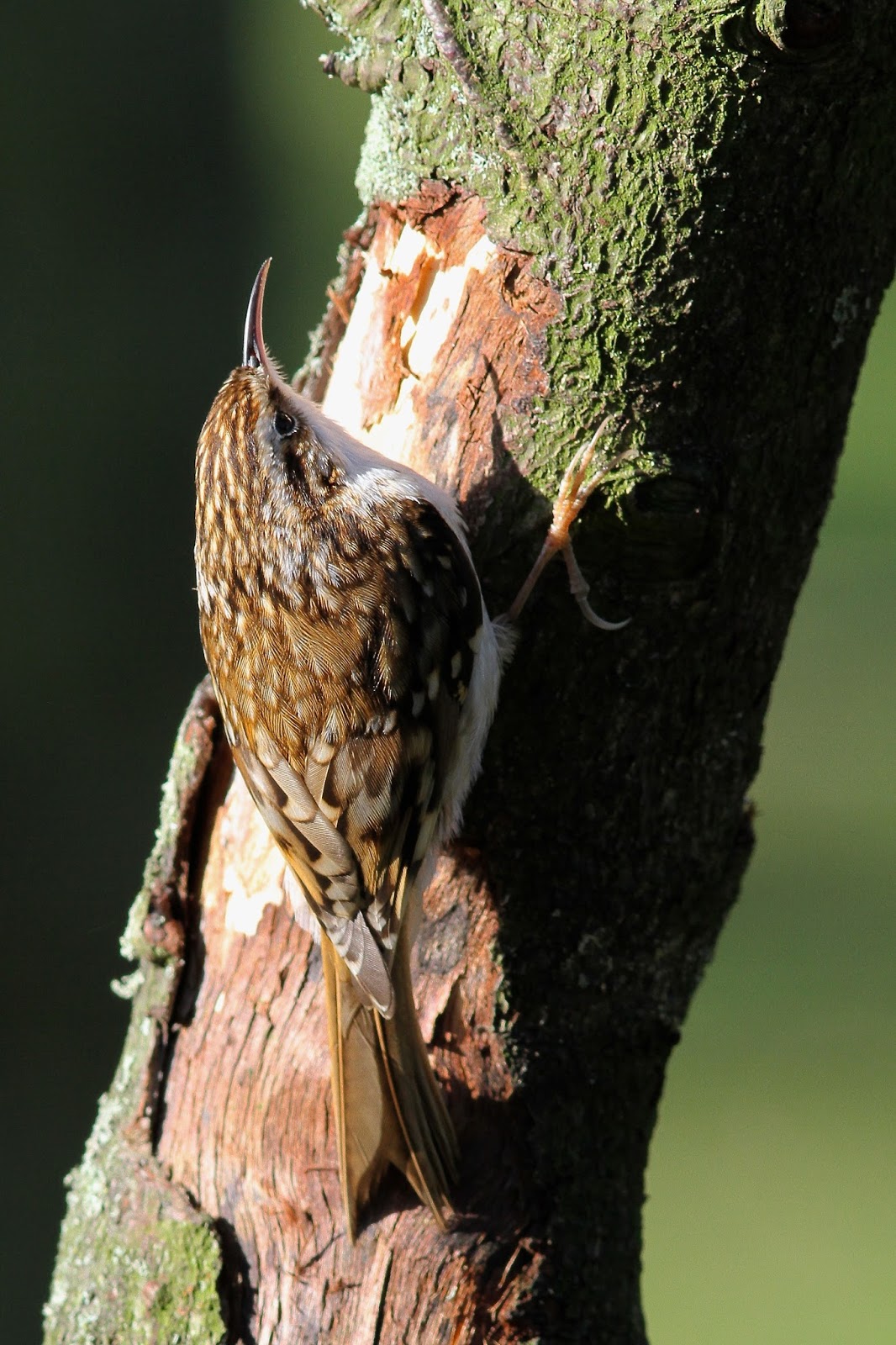 TrogTrogBlog: Bird of the week - Treecreeper