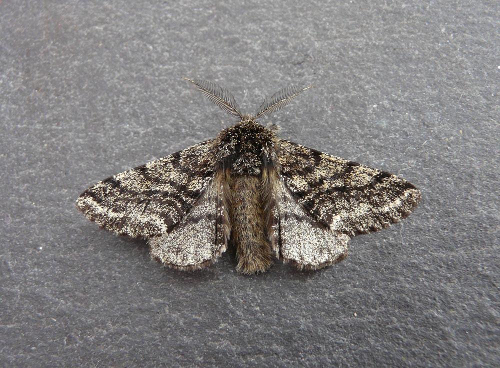 The Orthosia Enthusiast: Scottish Moths...