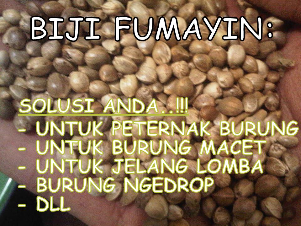 Fumayin Dan Performa Burung | Tarung Jago