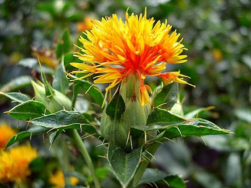 HamBa_aLLaH : Flos (Bunga)