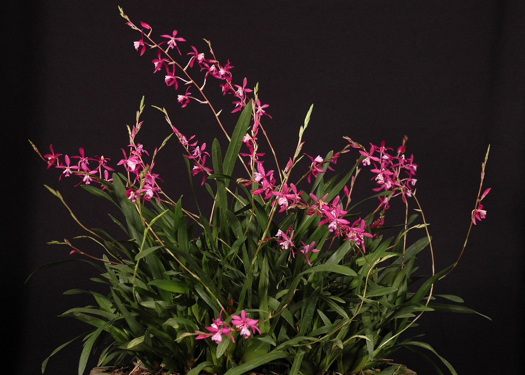 Cochlioda rosea care and culture | Travaldo's blog