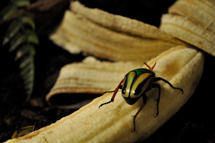 Little Fury Bugs: Zoo