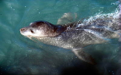Monachus monachus (Foca Monaca) ~ SardegnaNature