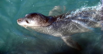 Monachus monachus (Foca Monaca) ~ SardegnaNature
