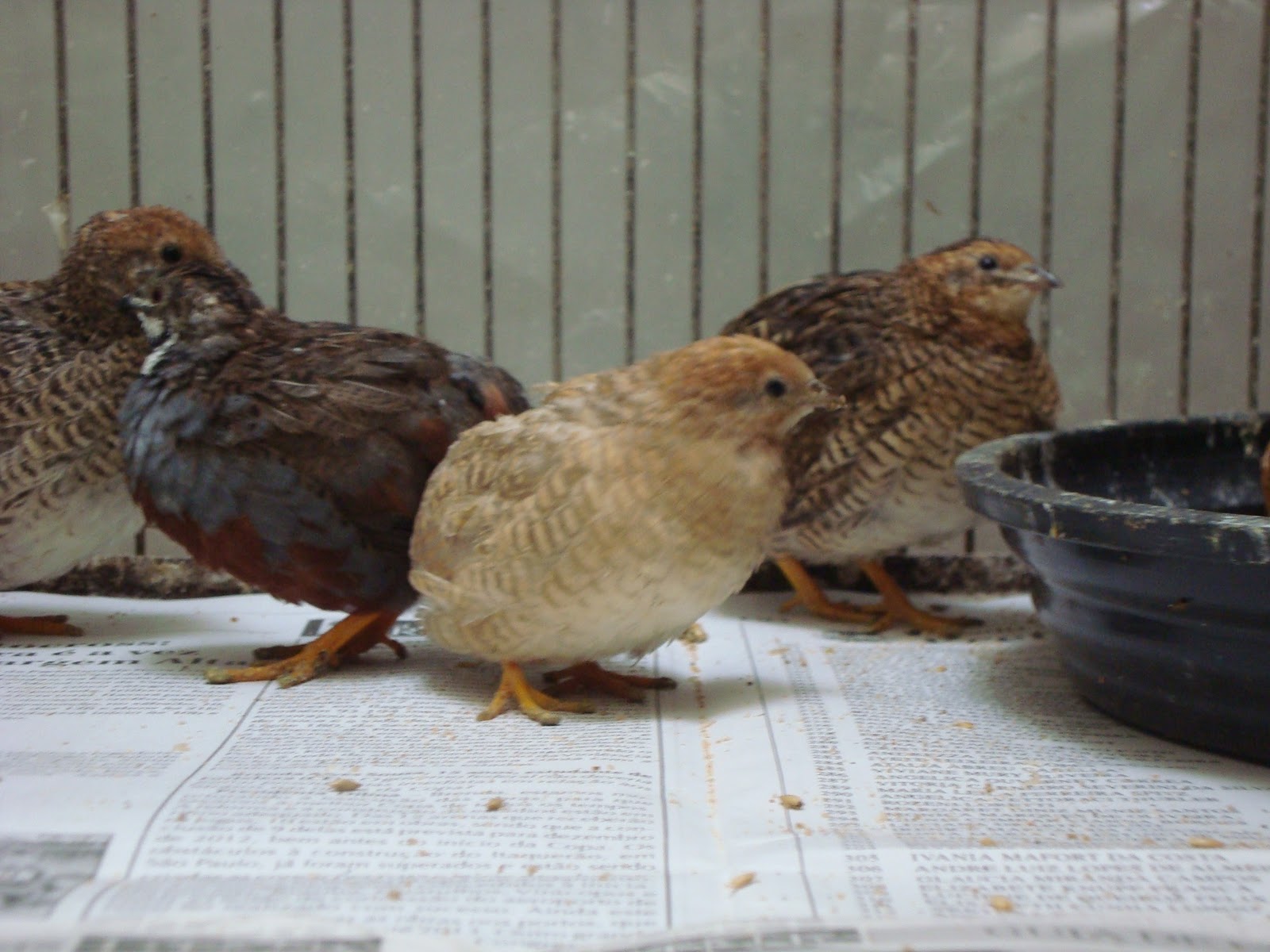 codorna chinesa: Codorna Chinesa Blue Face , Cinnamon (Canela) , Silver ...