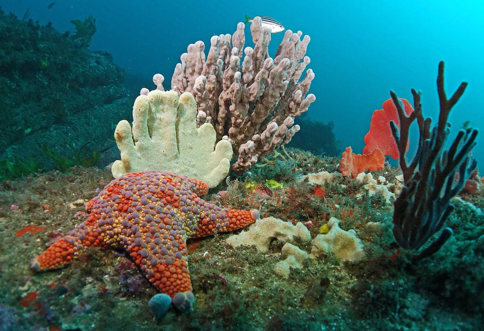 Real Monstrosities: Firebrick Starfish