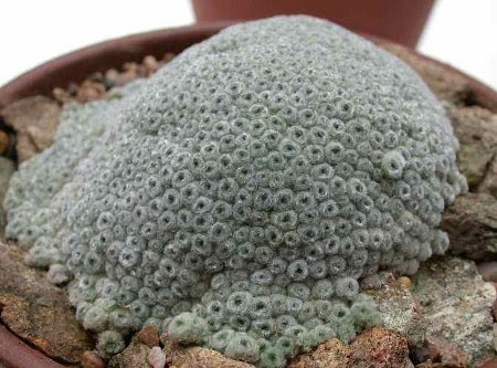 ZoomBio: As plantas mais ‘feias’ do mundo segundo a Royal Horticultural ...