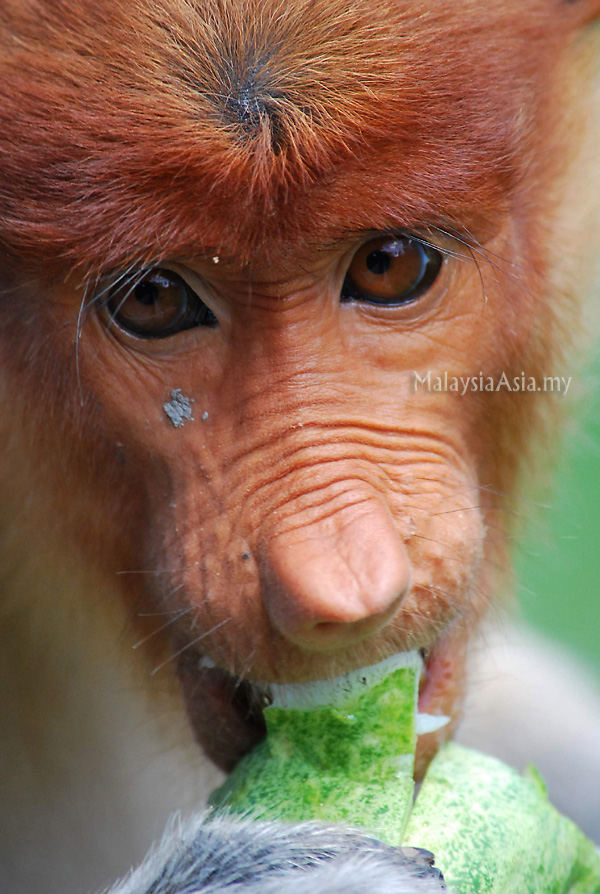 Proboscis Monkey Pictures from Sabah Borneo - Malaysia Asia