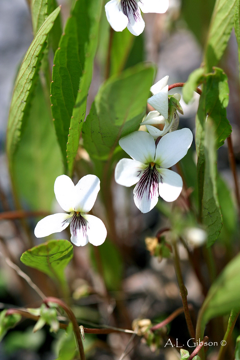 The Buckeye Botanist: Roses are Red, Violets are Blue and Yellow, Green ...