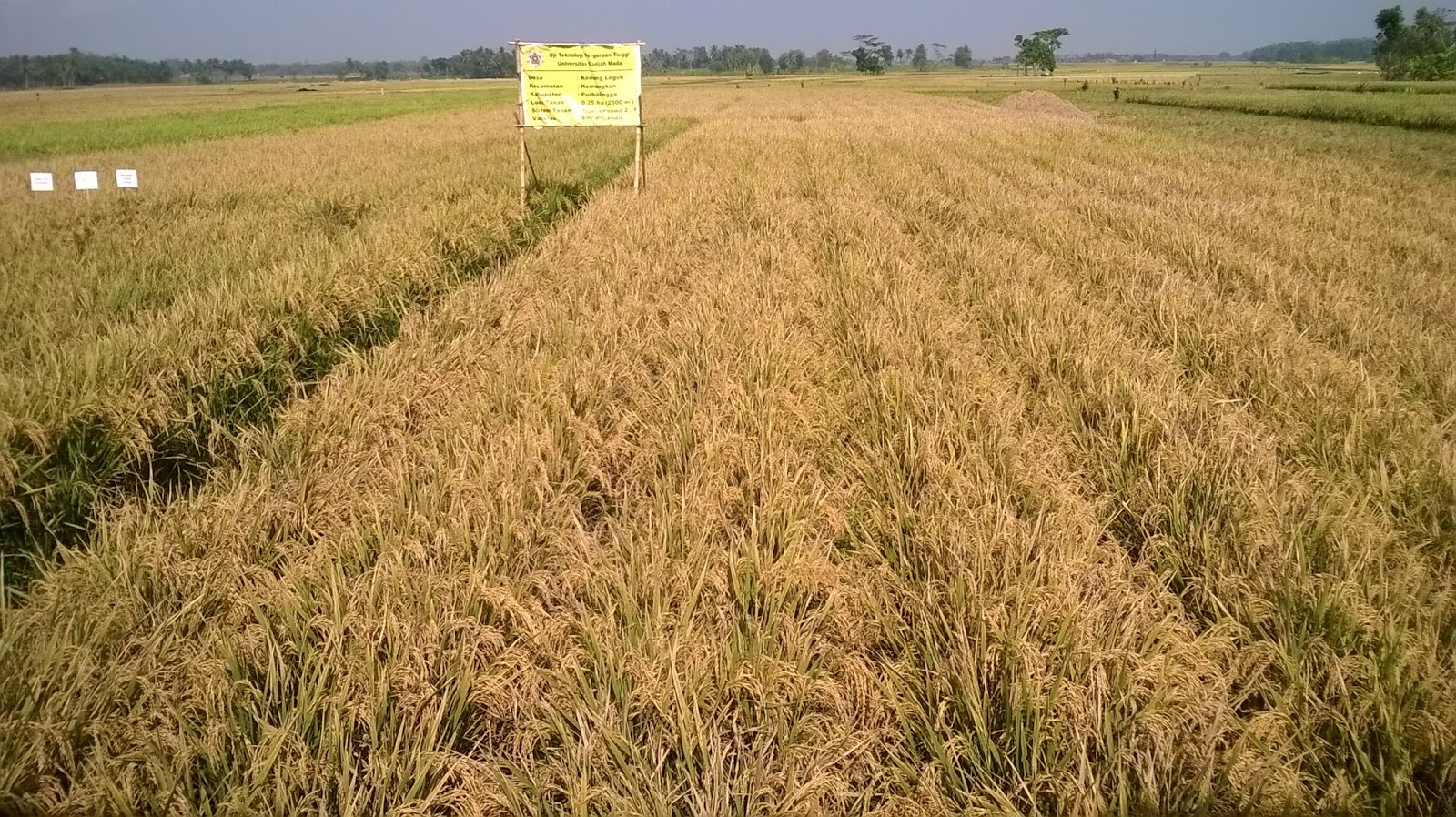 AGREGAT (TANAH DAN PERTANIAN): Langkah Awal Membangun Pertanian ...