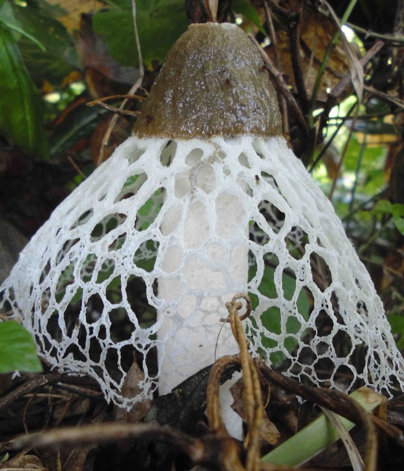 Mushrooms - Bimmal - Hathu - බිම්මල් - හතු: බිම්මල් - මහ වැලි හතු