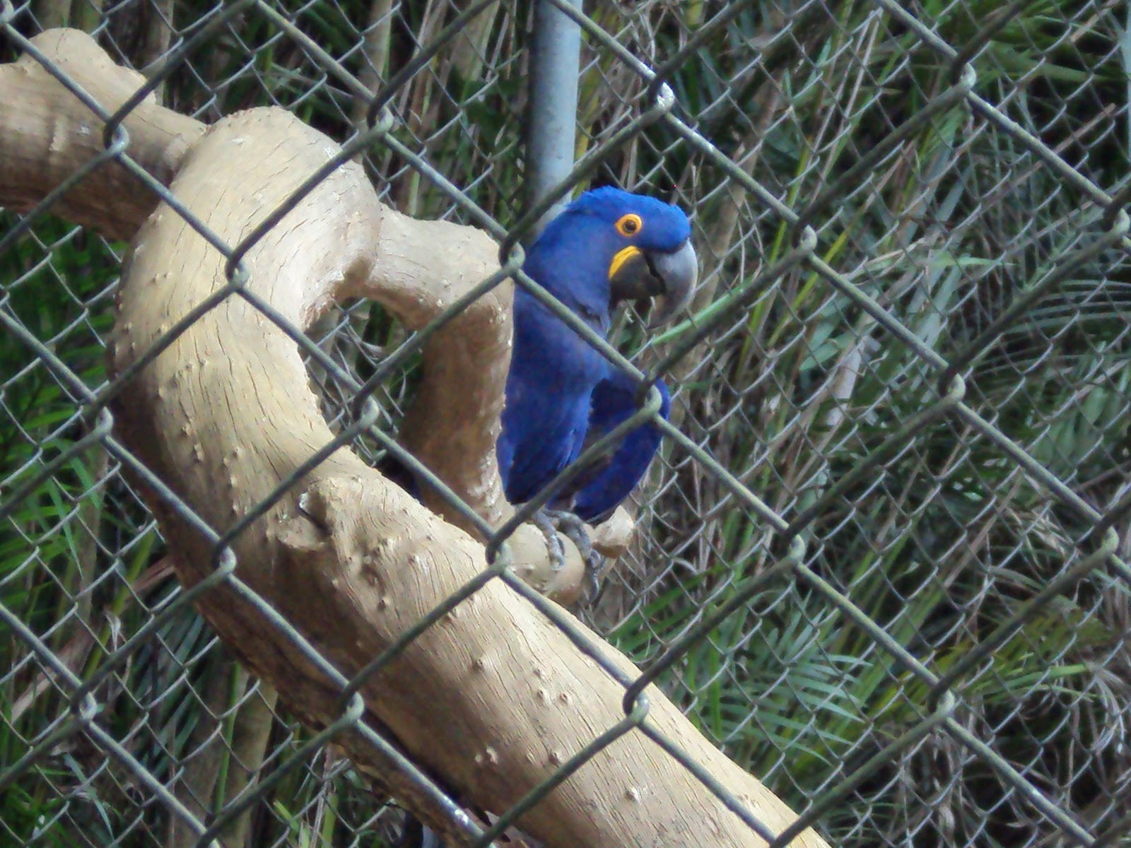 venha conhece tudo: arara azul a mais bonita