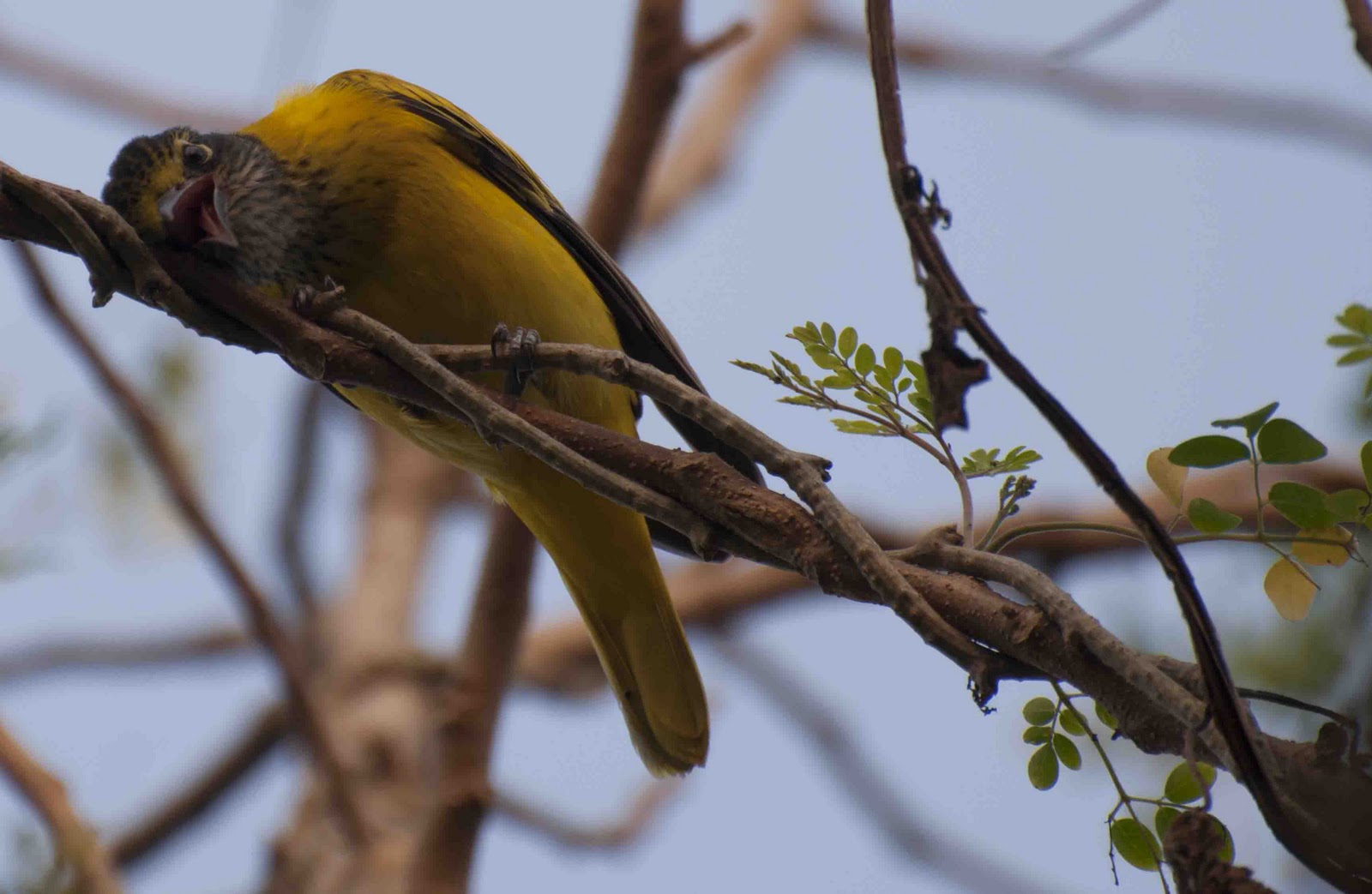 Eyes of "The Nature's Foundation": Banglar Pakhi