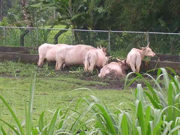 Inilah Desa-desa di Bali yang Memiliki Hewan Suci - balisaja.com