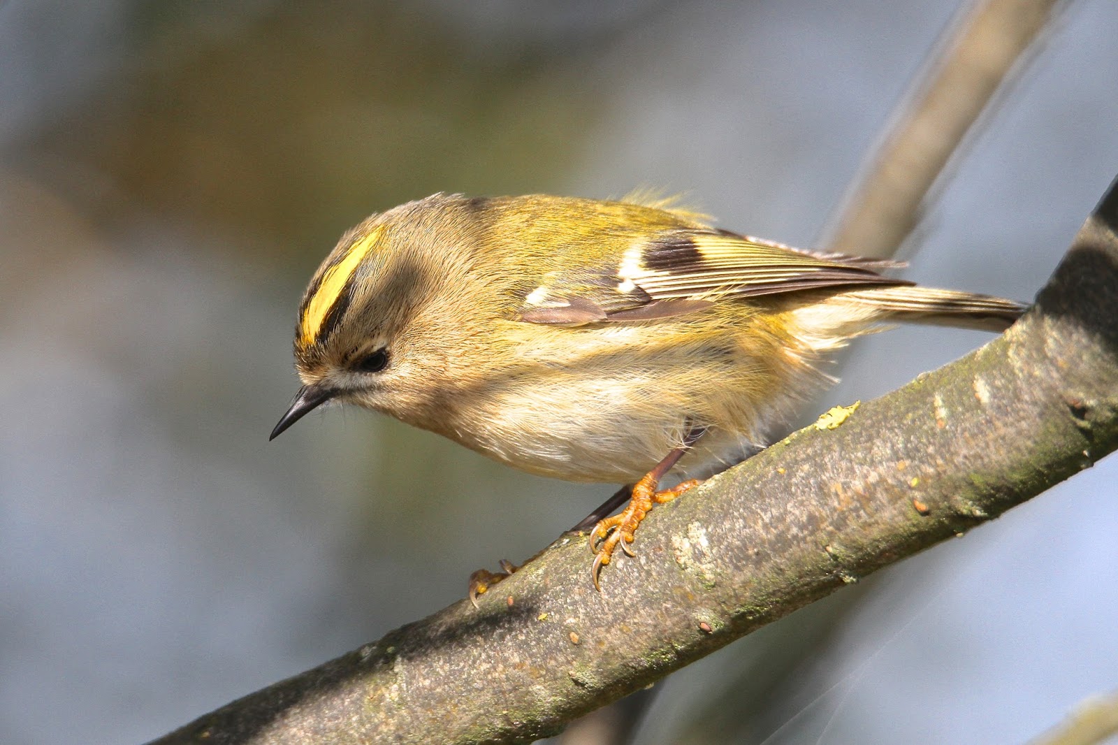 TrogTrogBlog: Bird of the week - Goldcrest