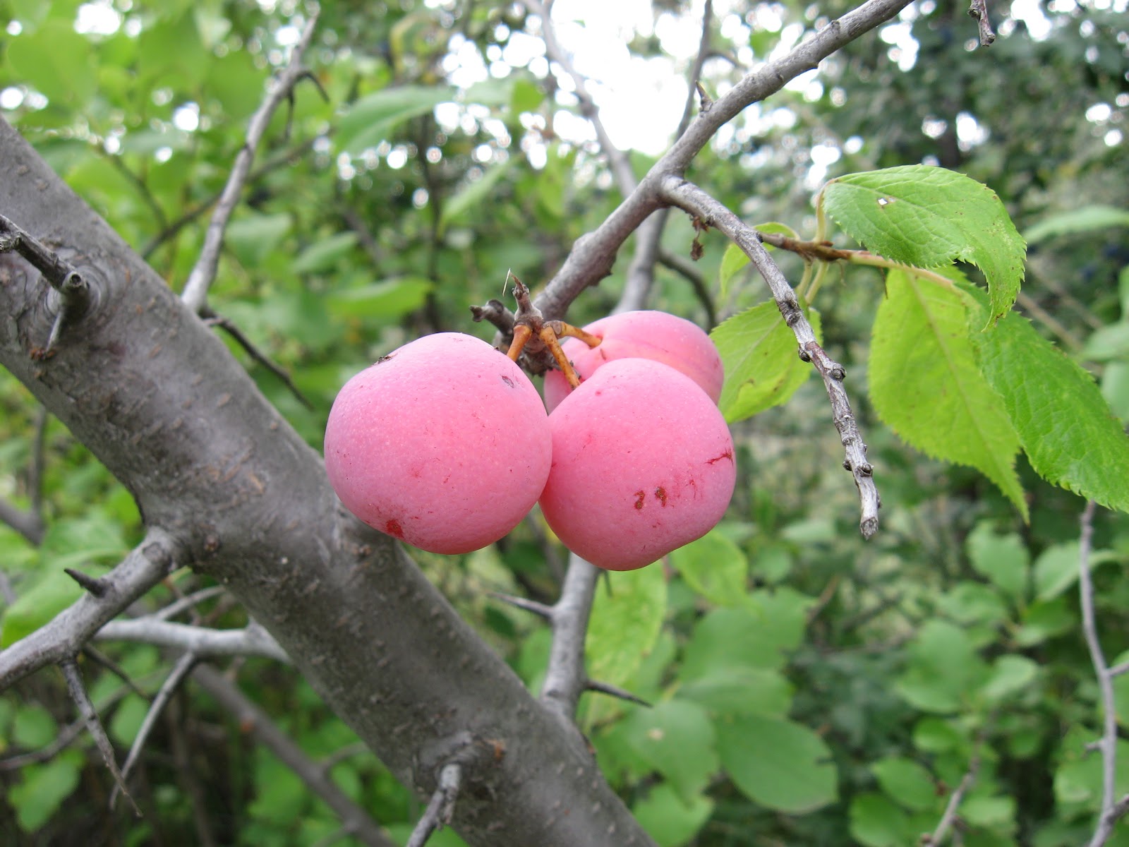Survival in the Wasteland: Wild Plums! Chokecherries! Fruit Leather!