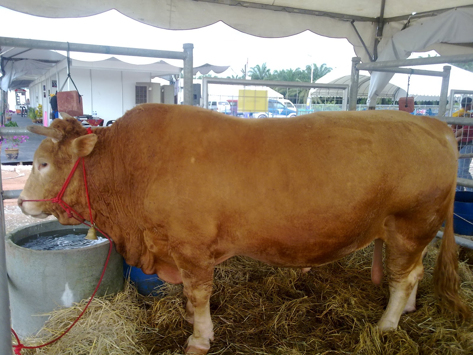 MY MALAYSIA PHOTOS: LEMBU BAKA LIMOSIN (BIG BULL)