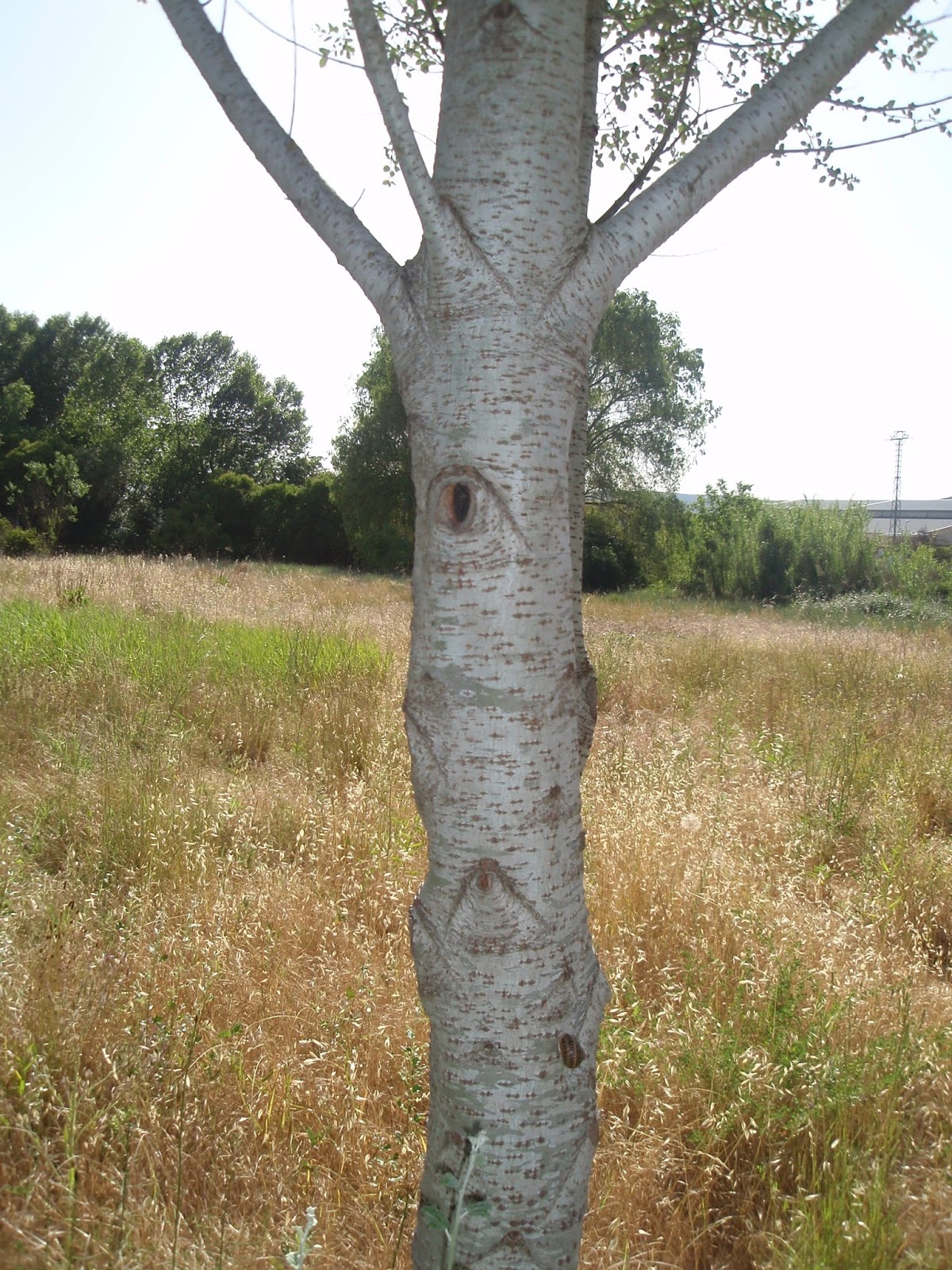HERBARIO VIRTUAL DE BANYERES DE MARIOLA Y ALICANTE: Populus alba ...