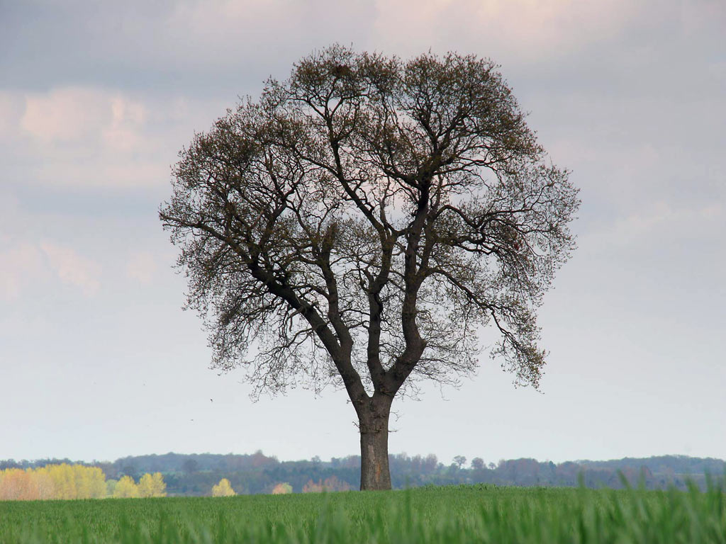 Hope of Tree Nature Wallpaper - Nature Wallpaper