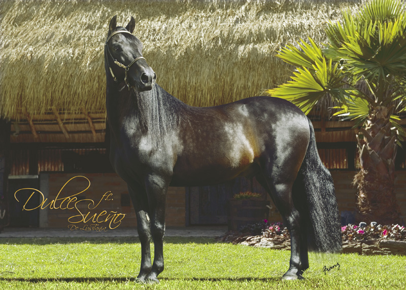 CABALLO CRIOLLO COLOMBIANO