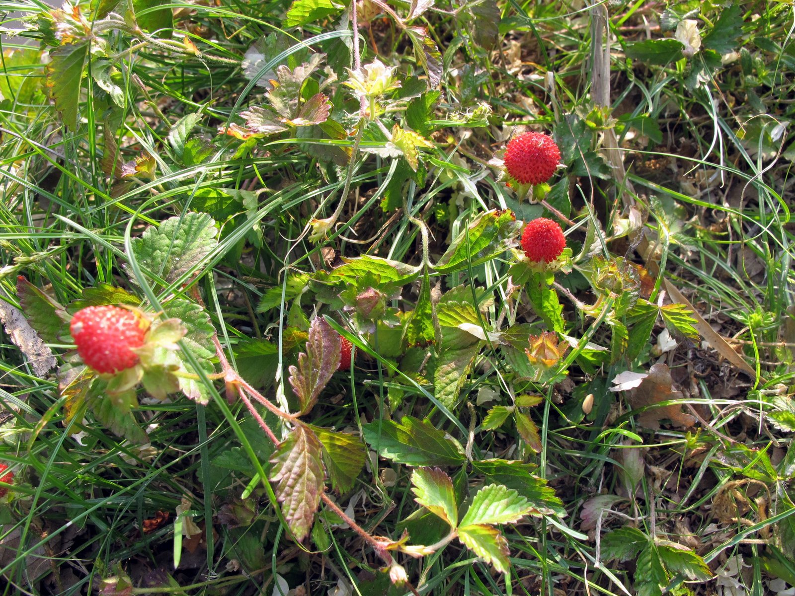 FLORA NEL SALENTO e.. anche altrove: Potentilla indica (Andrews) Th ...