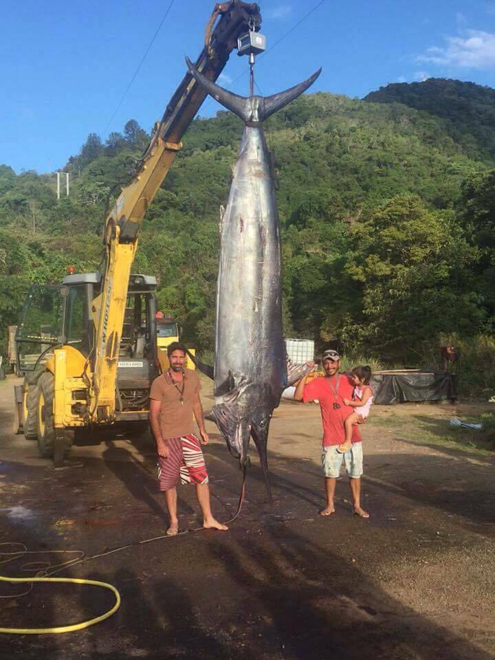 International Fishing News: NEW CALEDONIA: monster huge black marlin caught