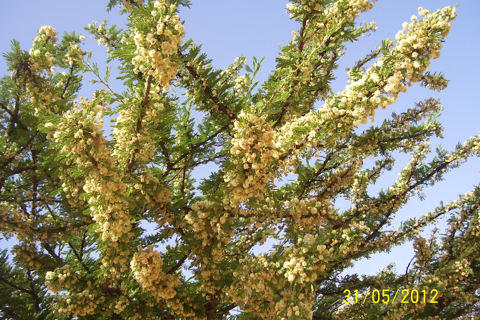 Beekeeping in Somalia, what's the verdict? - SkyscraperCity