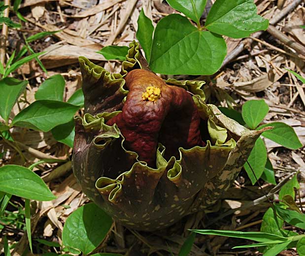 Elephant Yam or Pongapong flower
