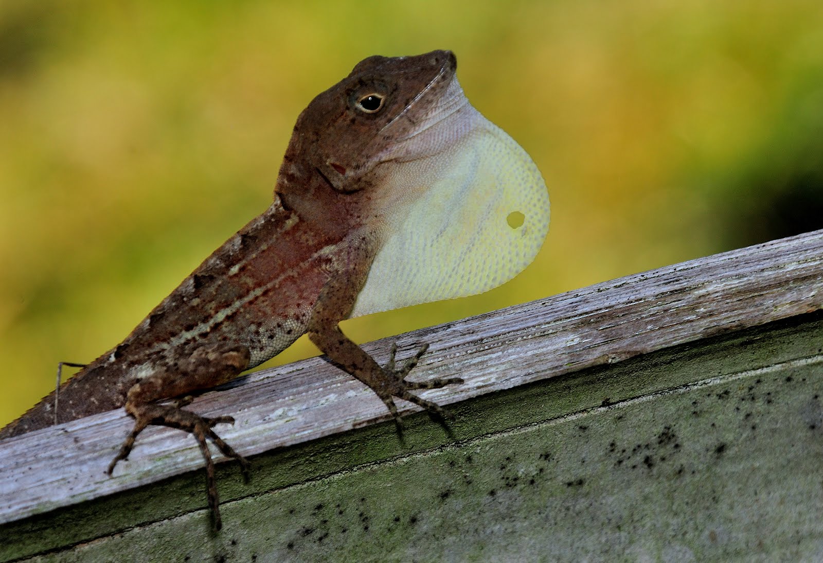 Visto al Pasar: Anolis Cybotes, o Anolis Cabezon