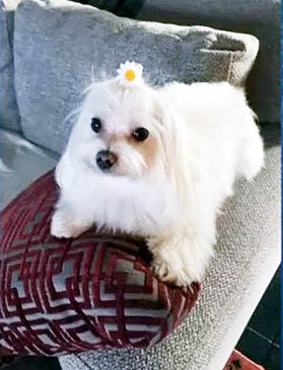 Four legged friends (and enemies): ADDED MORE PHOTOS - Hawaii: "He had ...