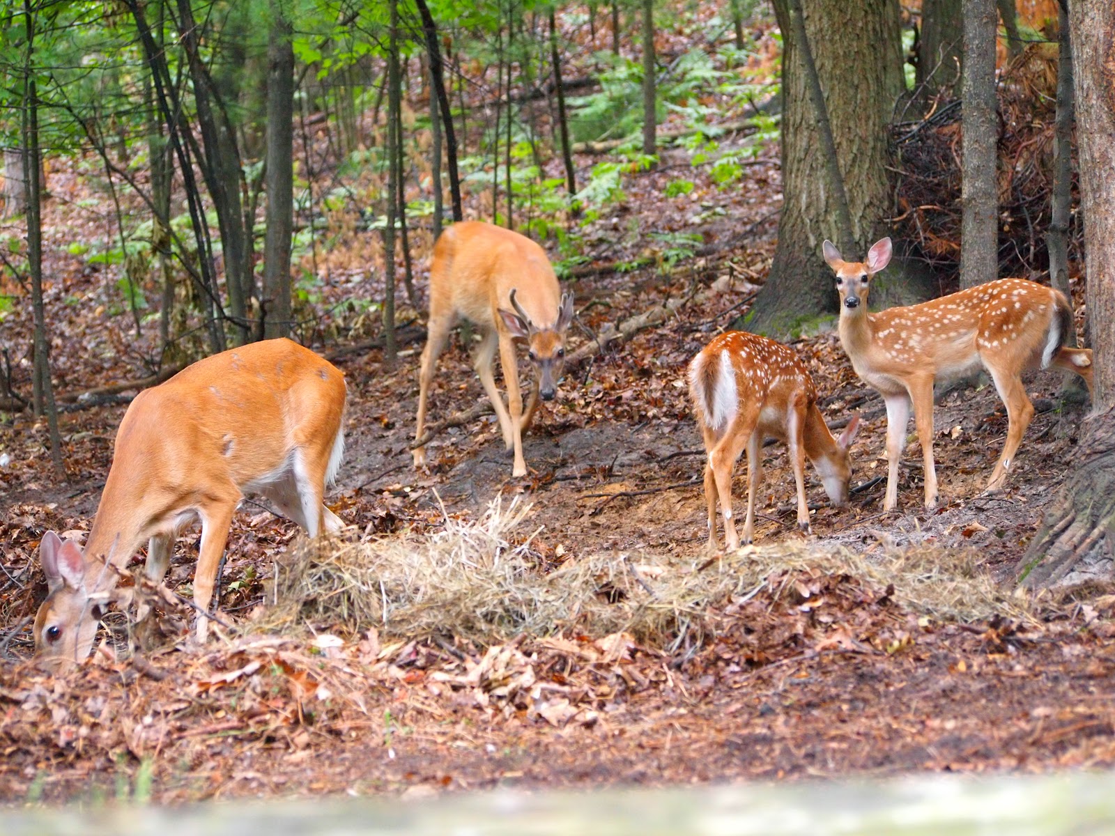 Wildlife Outside My Window: Rain & Deer
